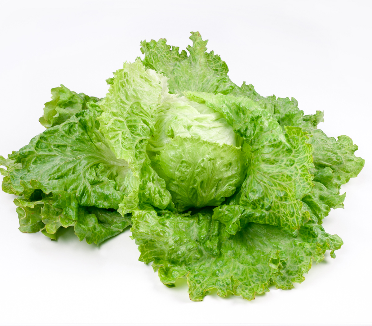 LECHUGA DEL PAÍS VASCO